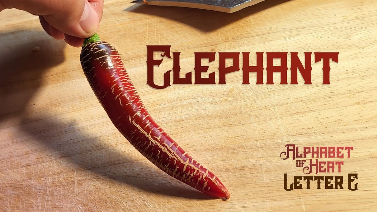 Elephant Pepper – Gardening Hot Peppers and more! | baus grows